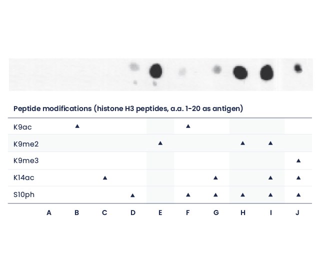 PTM specific antibodies applications | Eurogentec