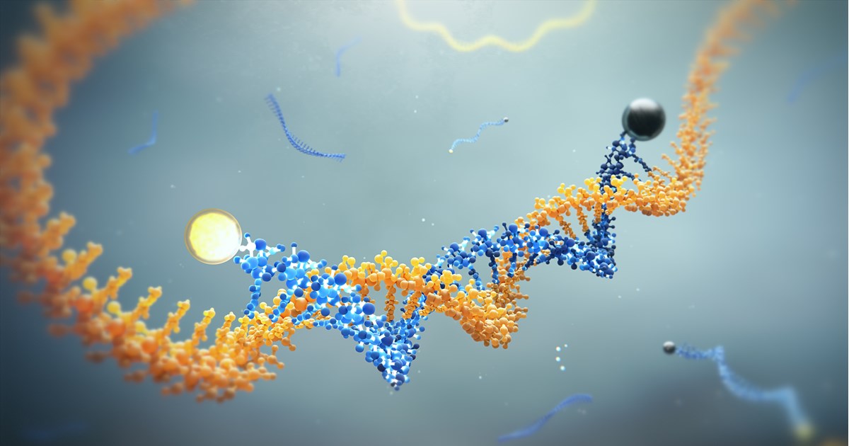 MGB Probe Synthesis | High Efficiency|Eurogentec