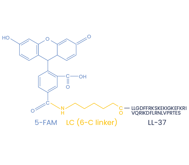LL-37-peptides | antimicrobial peptides |Eurogentec