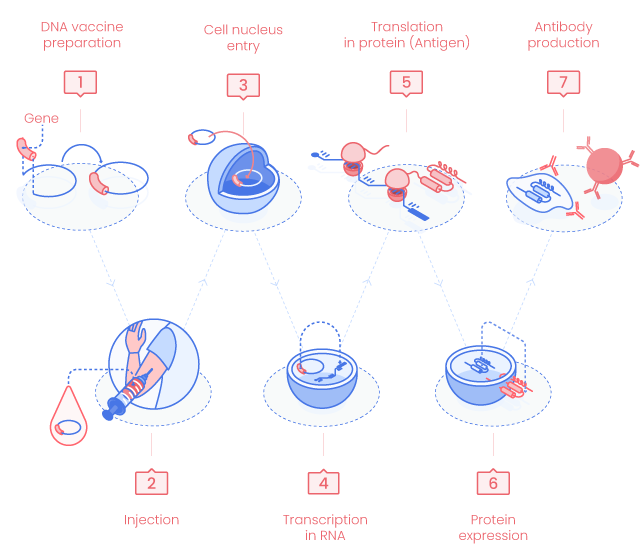 Covid-19 vaccines | Eurogentec