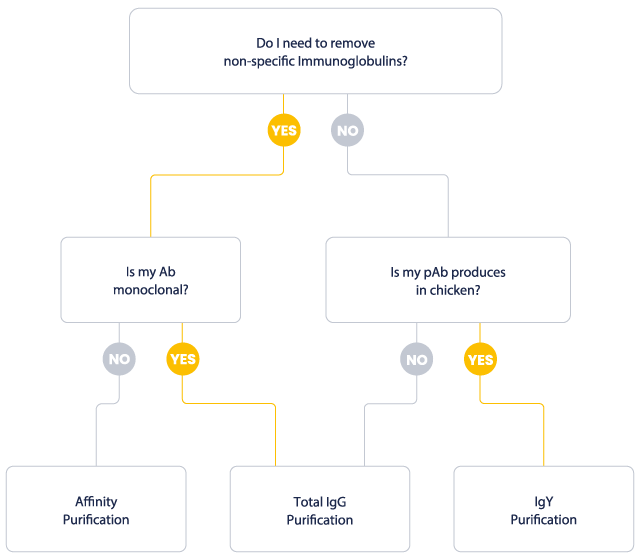 Antibodies purifications | Eurogentec