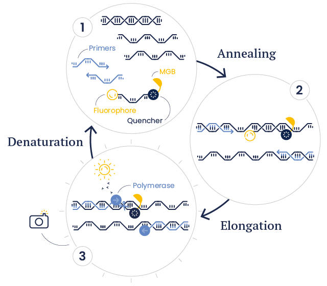 MGB Probe Synthesis | High Efficiency|Eurogentec
